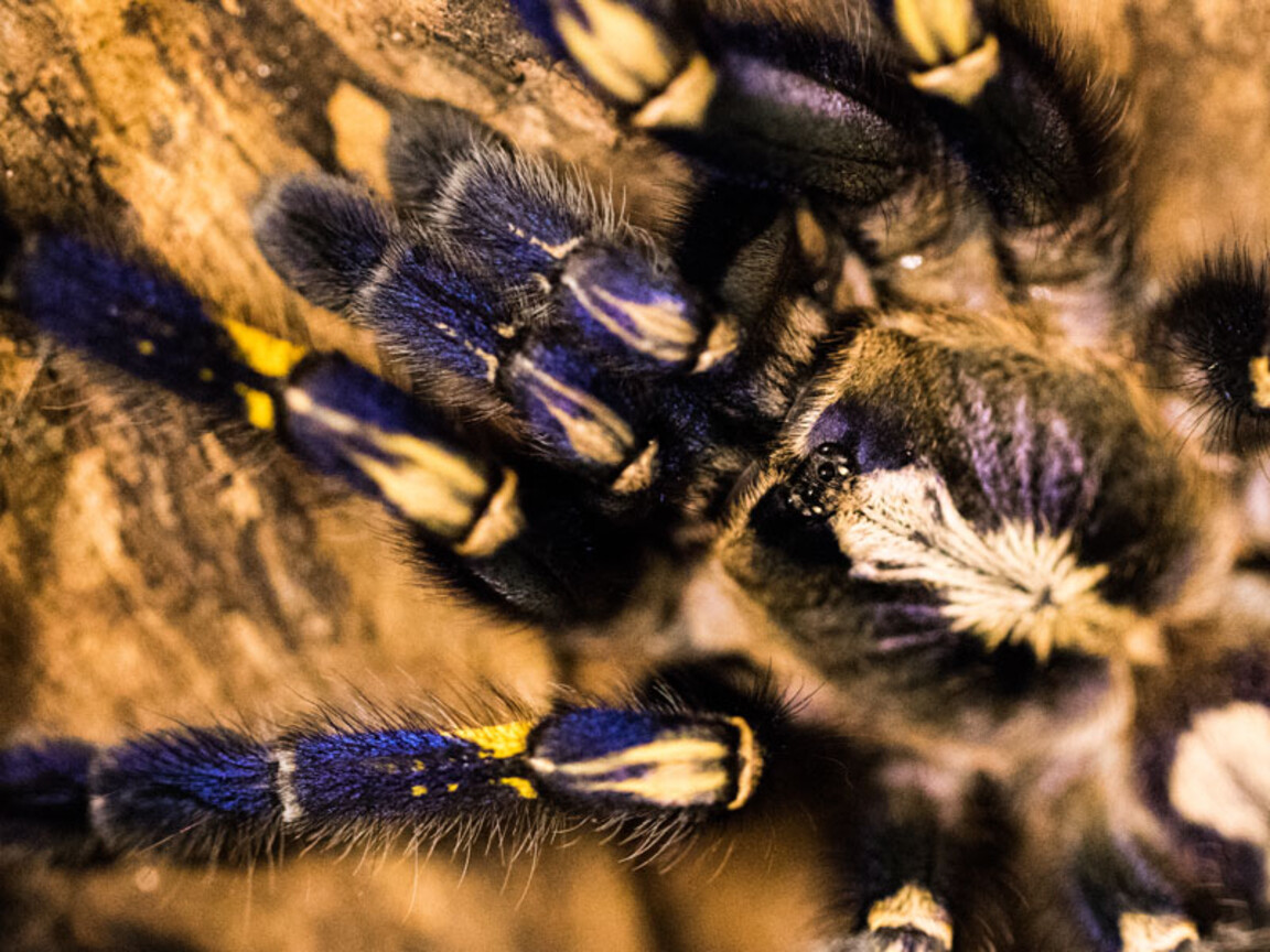 Humidity Keeps Spiders Healthy at London Zoo